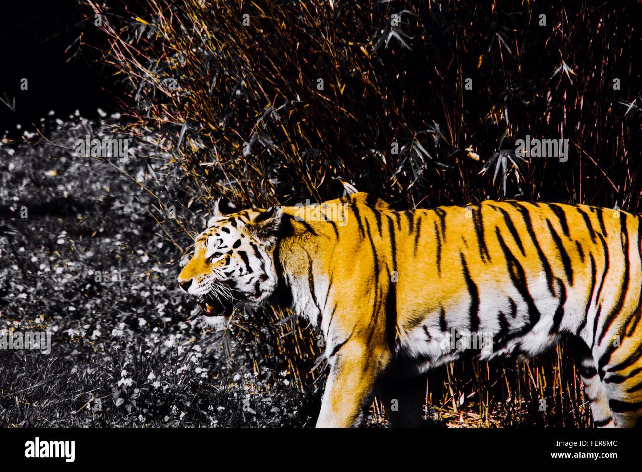 Tiger walking isolated hi-res stock photography and images - Alamy