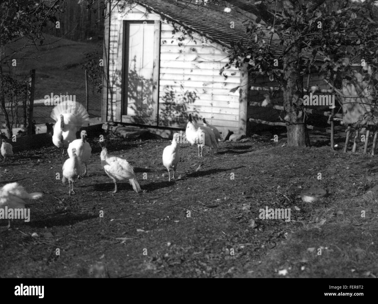 This photograph depicts a farm shed with turkeys on Bion Whitehouse ...