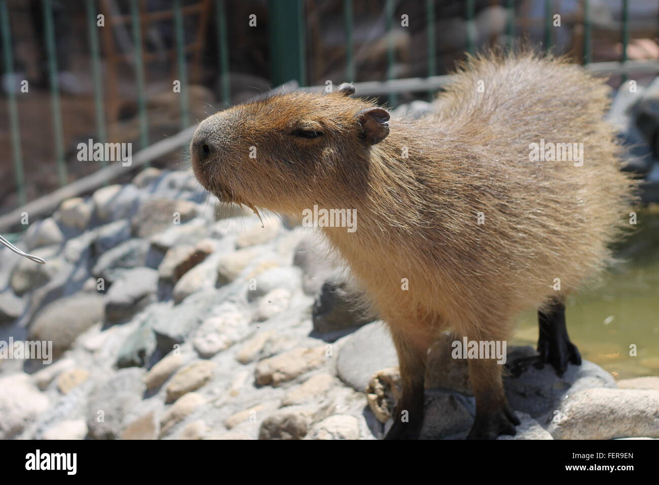 Zoo capybara hi-res stock photography and images - Alamy