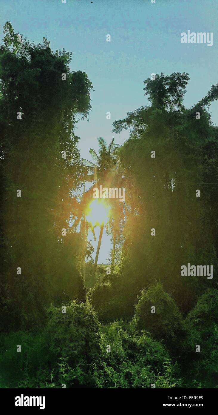 Sunrise view through the trees hi-res stock photography and images - Alamy