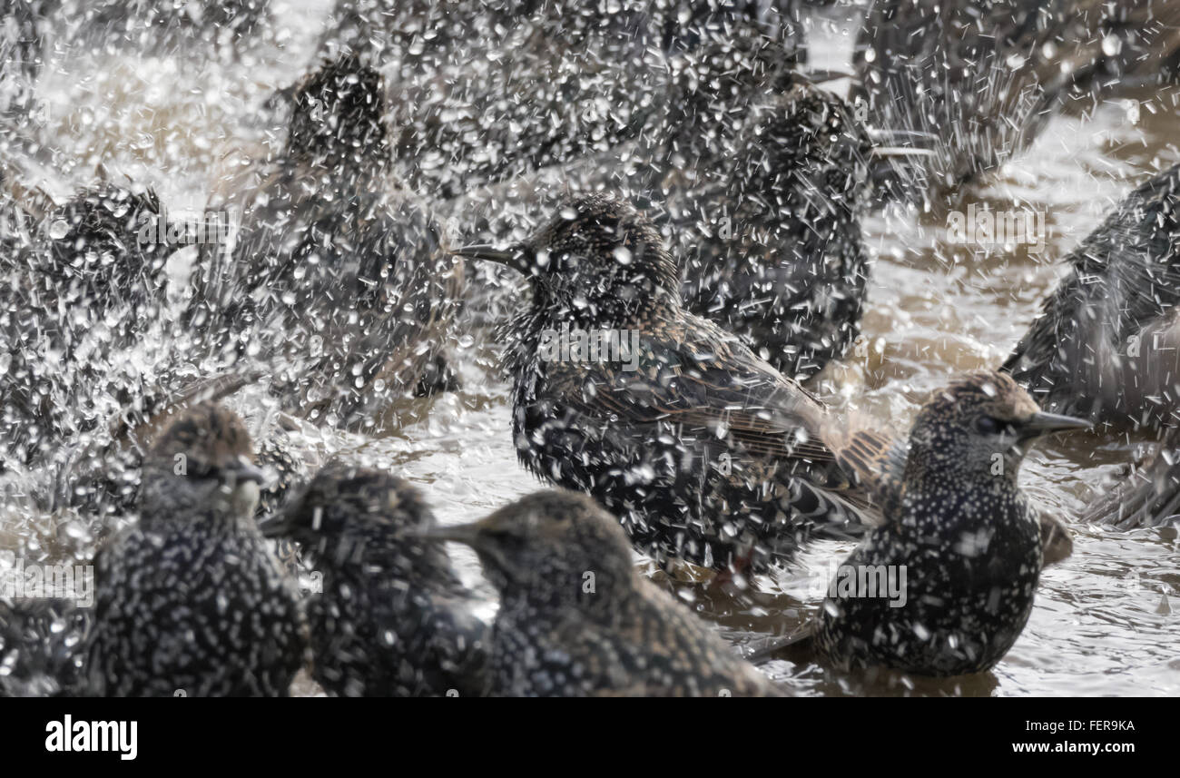 Communal bathing hi-res stock photography and images - Alamy
