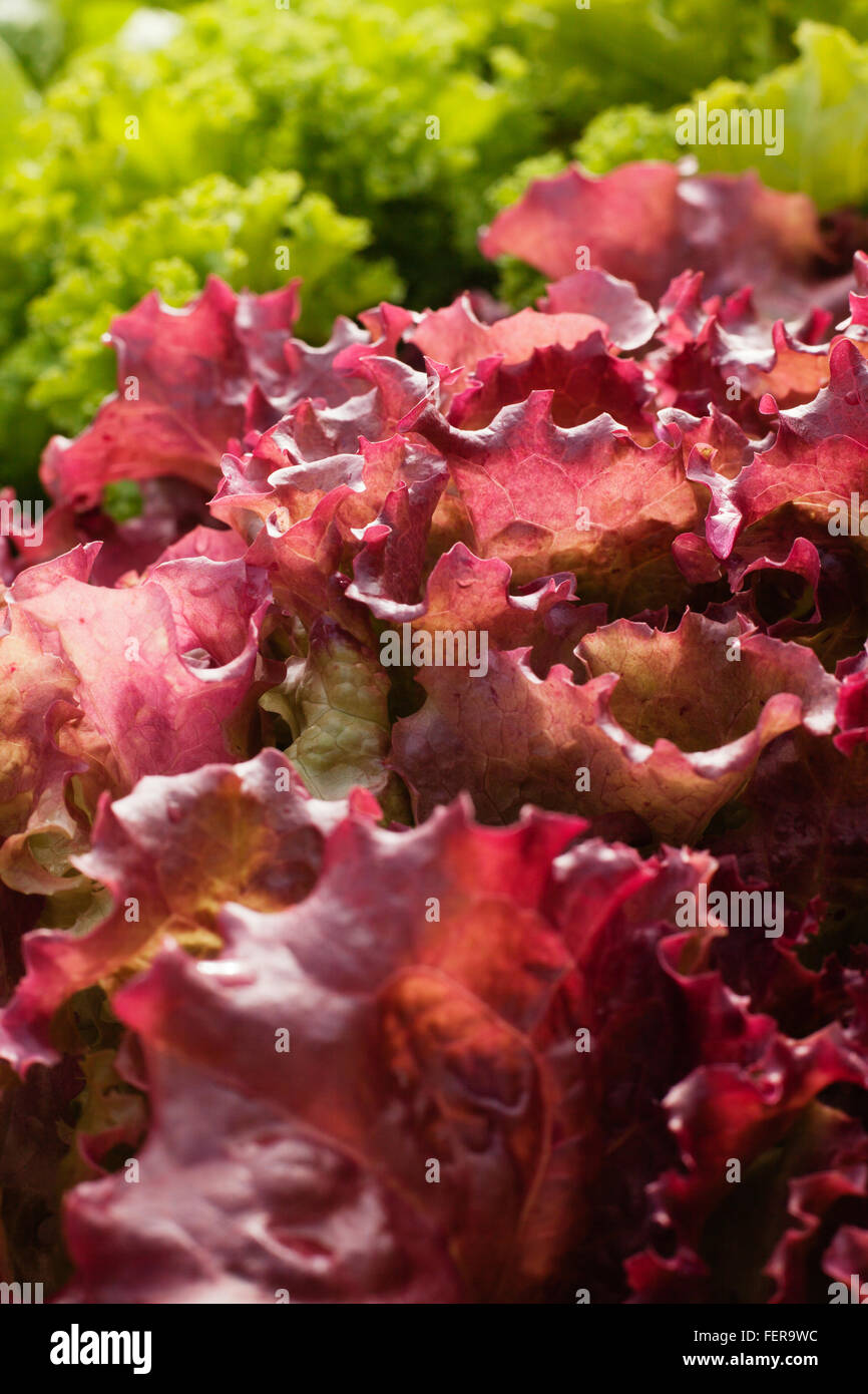 Red oil lettuce hi-res stock photography and images - Alamy