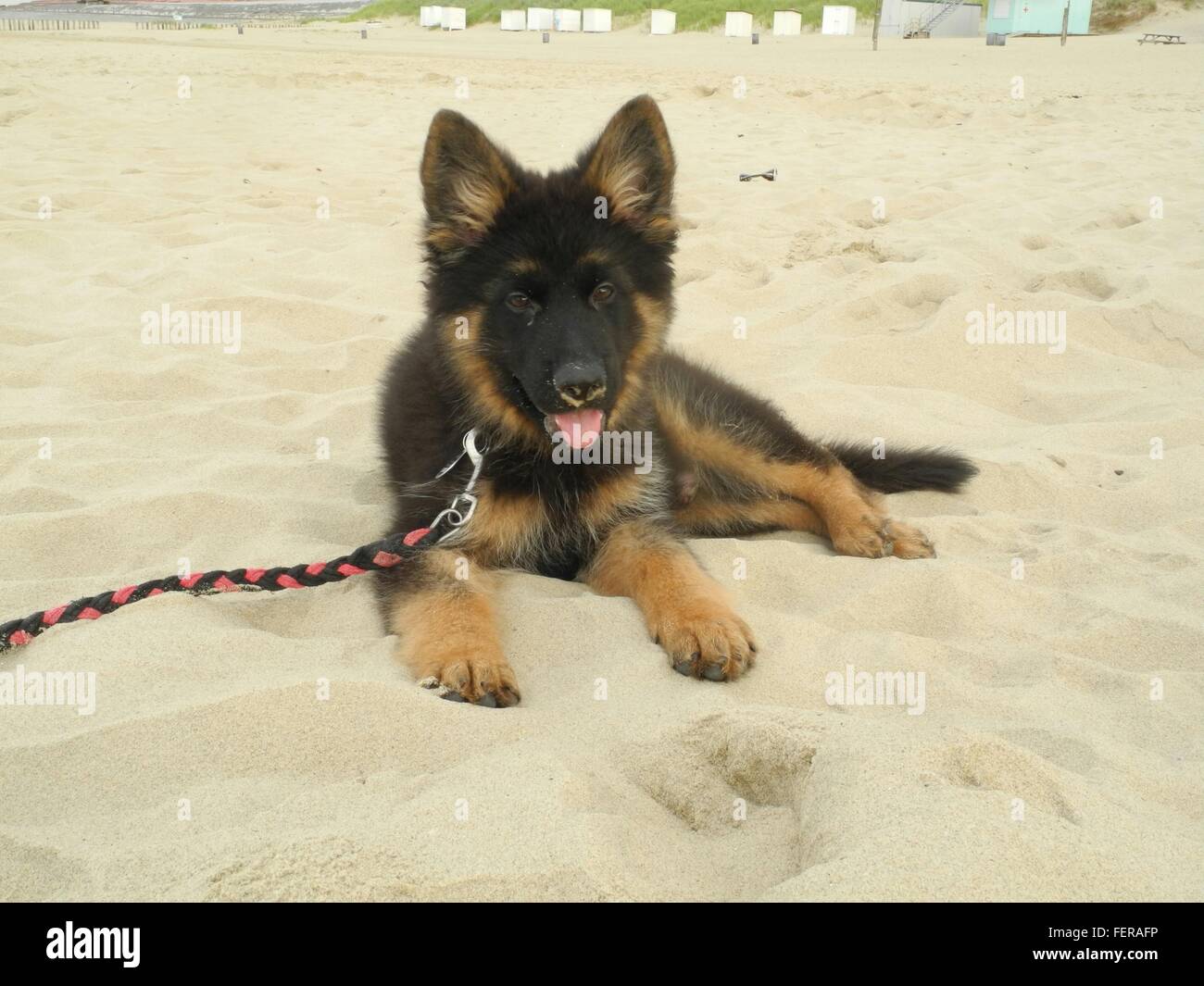 German shepherd on beach hi-res stock photography and images - Alamy