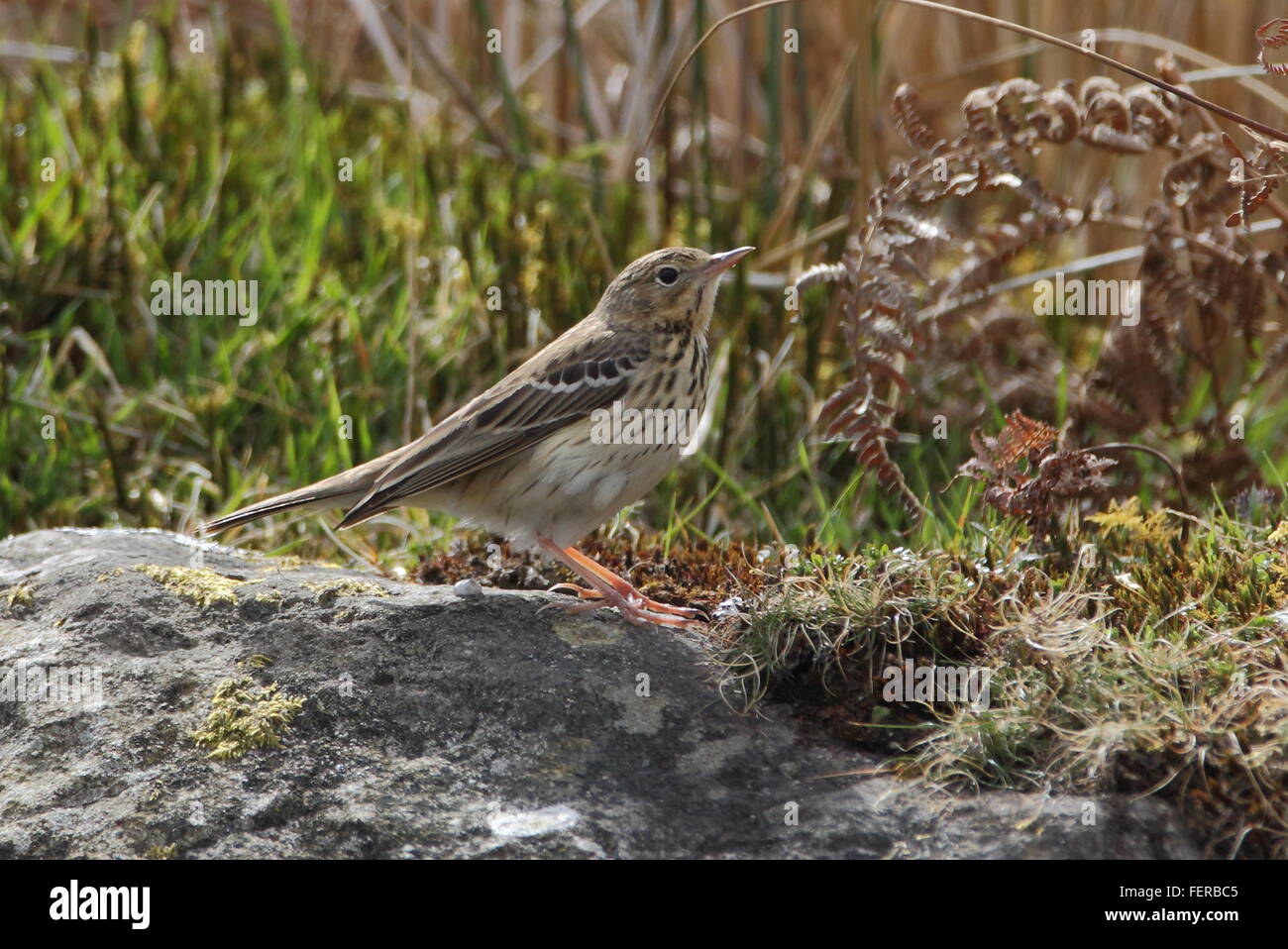 Tree pipit hi-res stock photography and images - Alamy