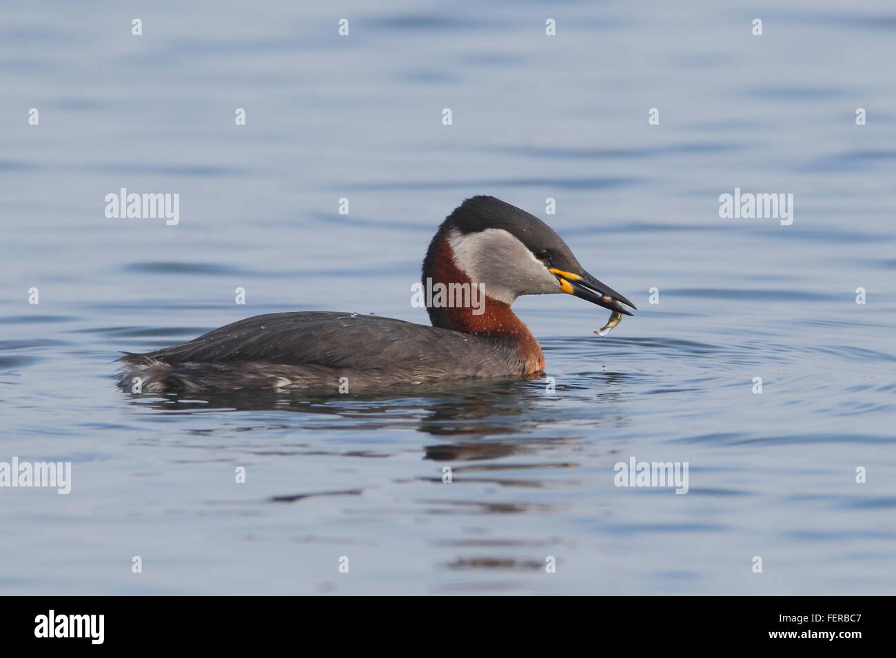 Red necked grebe uk hi-res stock photography and images - Alamy