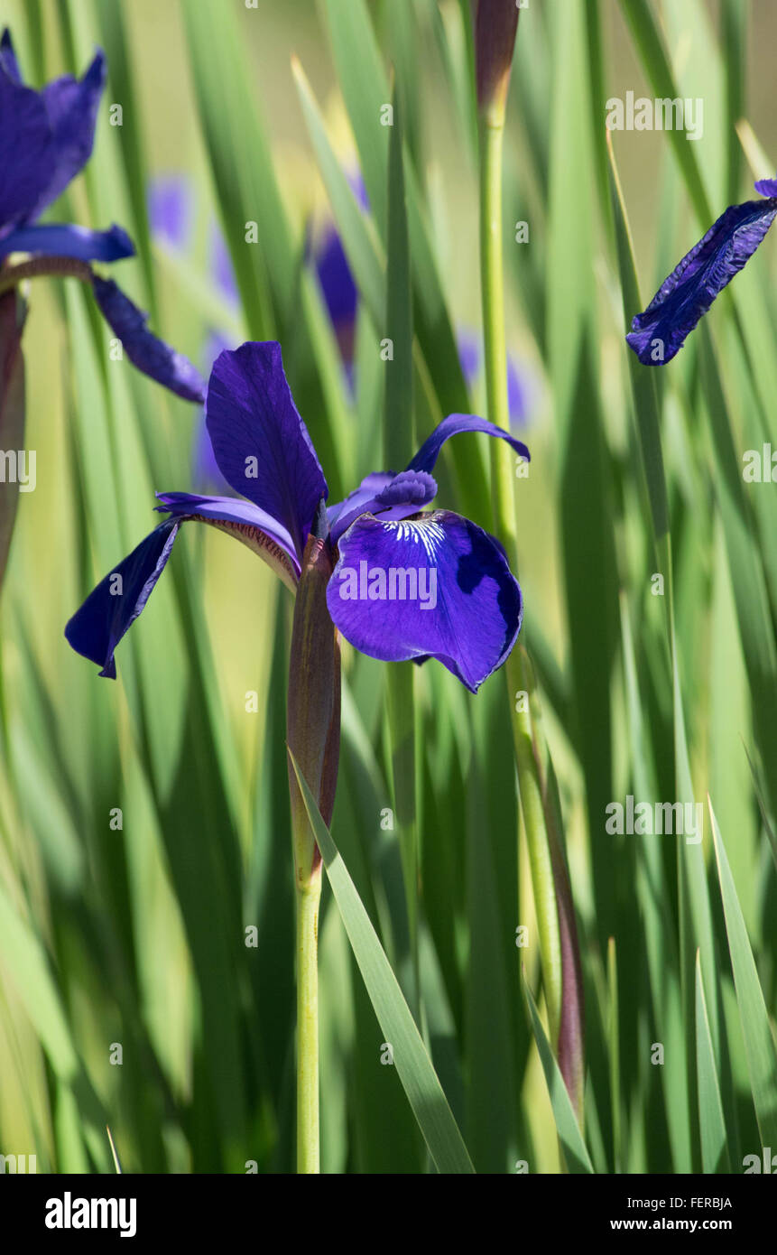 Purple Iris flower Stock Photo - Alamy