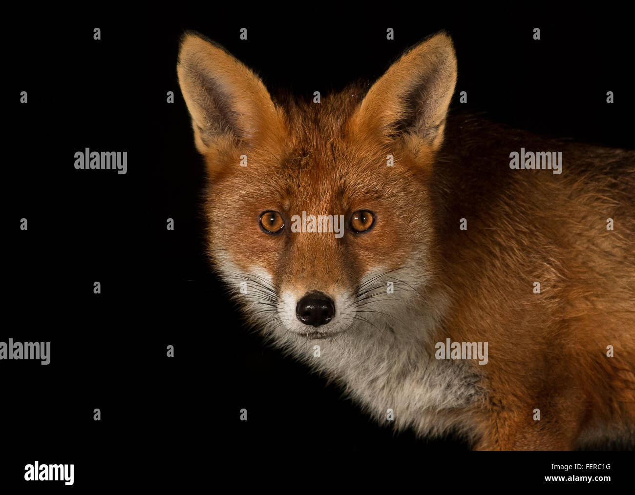 Fox up close Stock Photo - Alamy