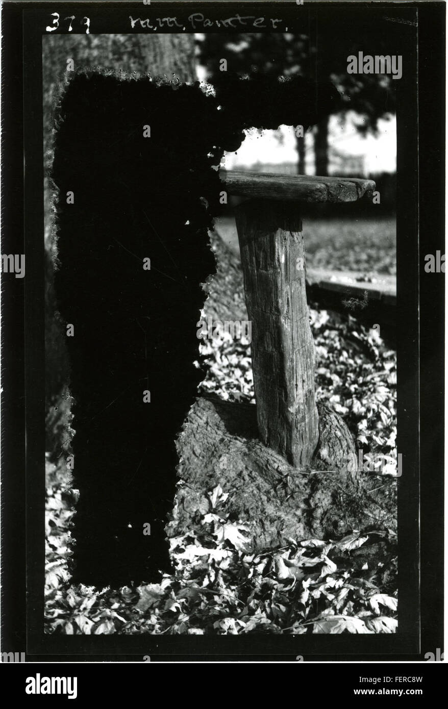 Tree grown around walk at Fishery Stock Photo - Alamy