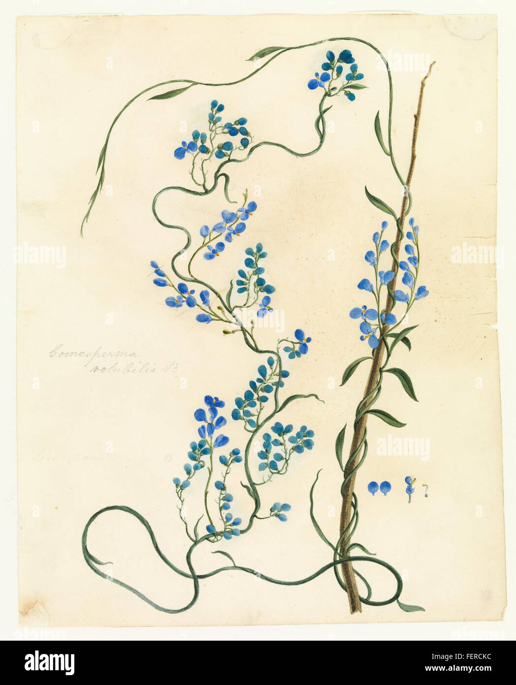 Australian native creeper hi-res stock photography and images - Alamy