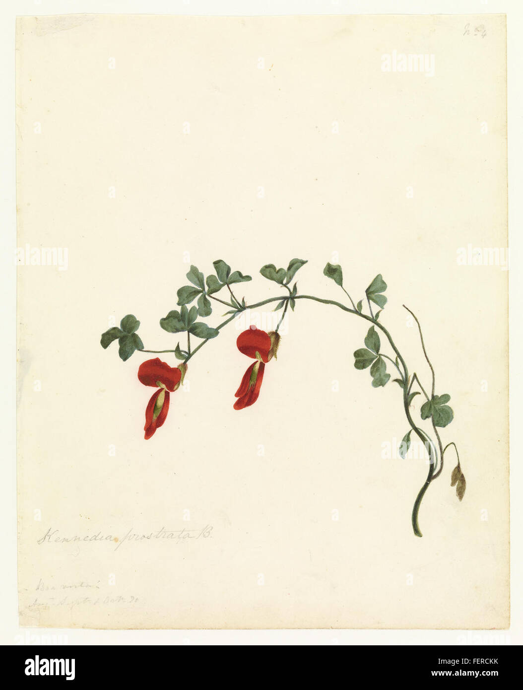 Australian flowering creeper hi-res stock photography and images - Alamy