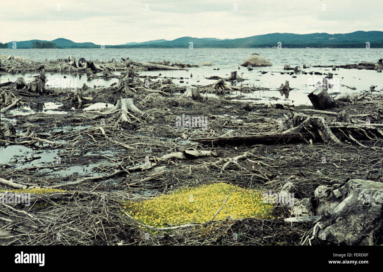 Fiskön ("Fish island") in lake Tisjön, Dalarna, Sweden Fiskön (Fish ...