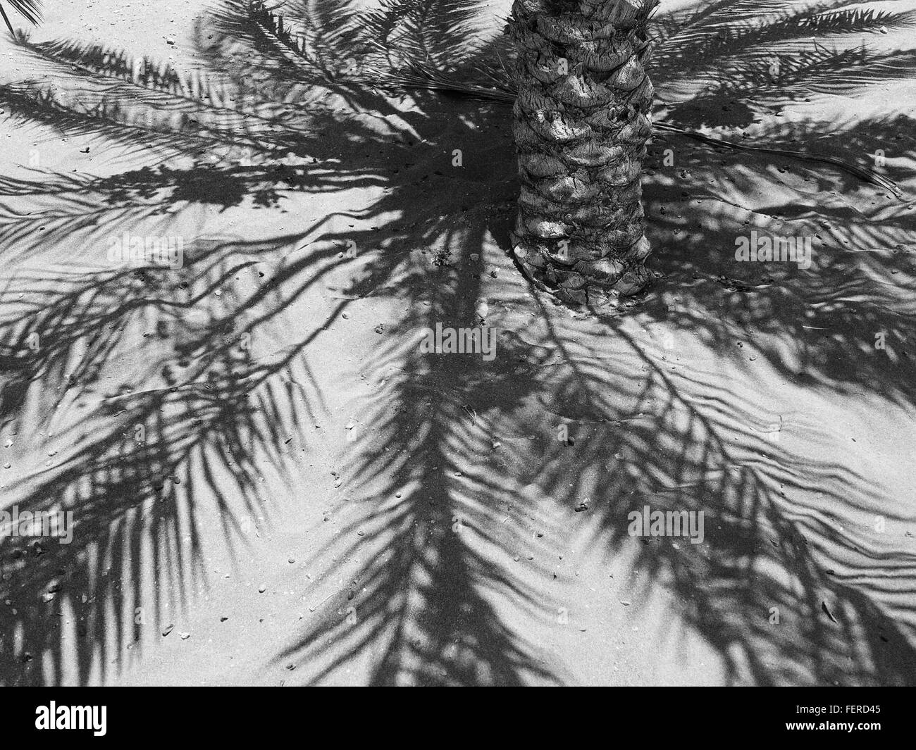 Leaf shadow on tree hi-res stock photography and images - Alamy