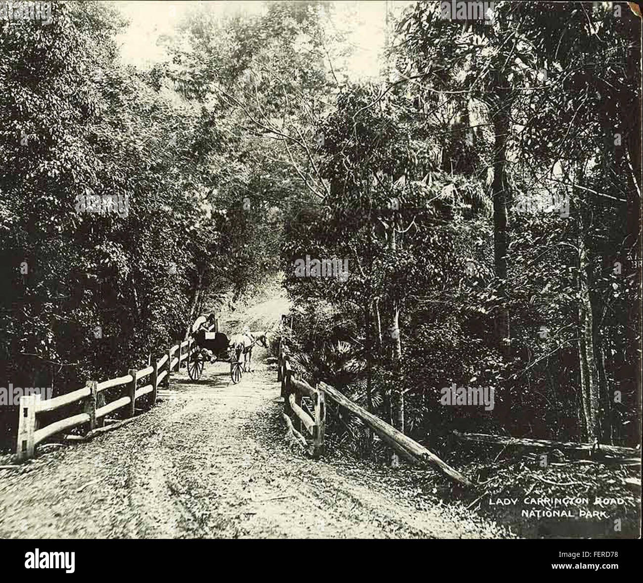 Lady Carrington Road, located in the Royal National Park, New South ...