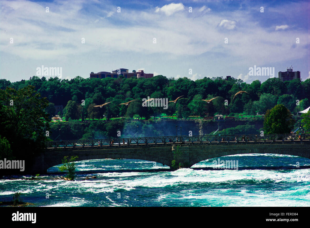 Birds flying toward Niagara FAlls Stock Photo - Alamy