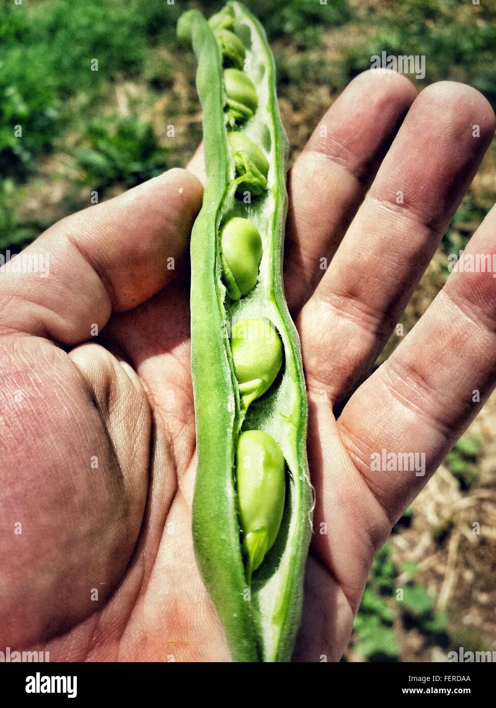 Human bean hi-res stock photography and images - Alamy