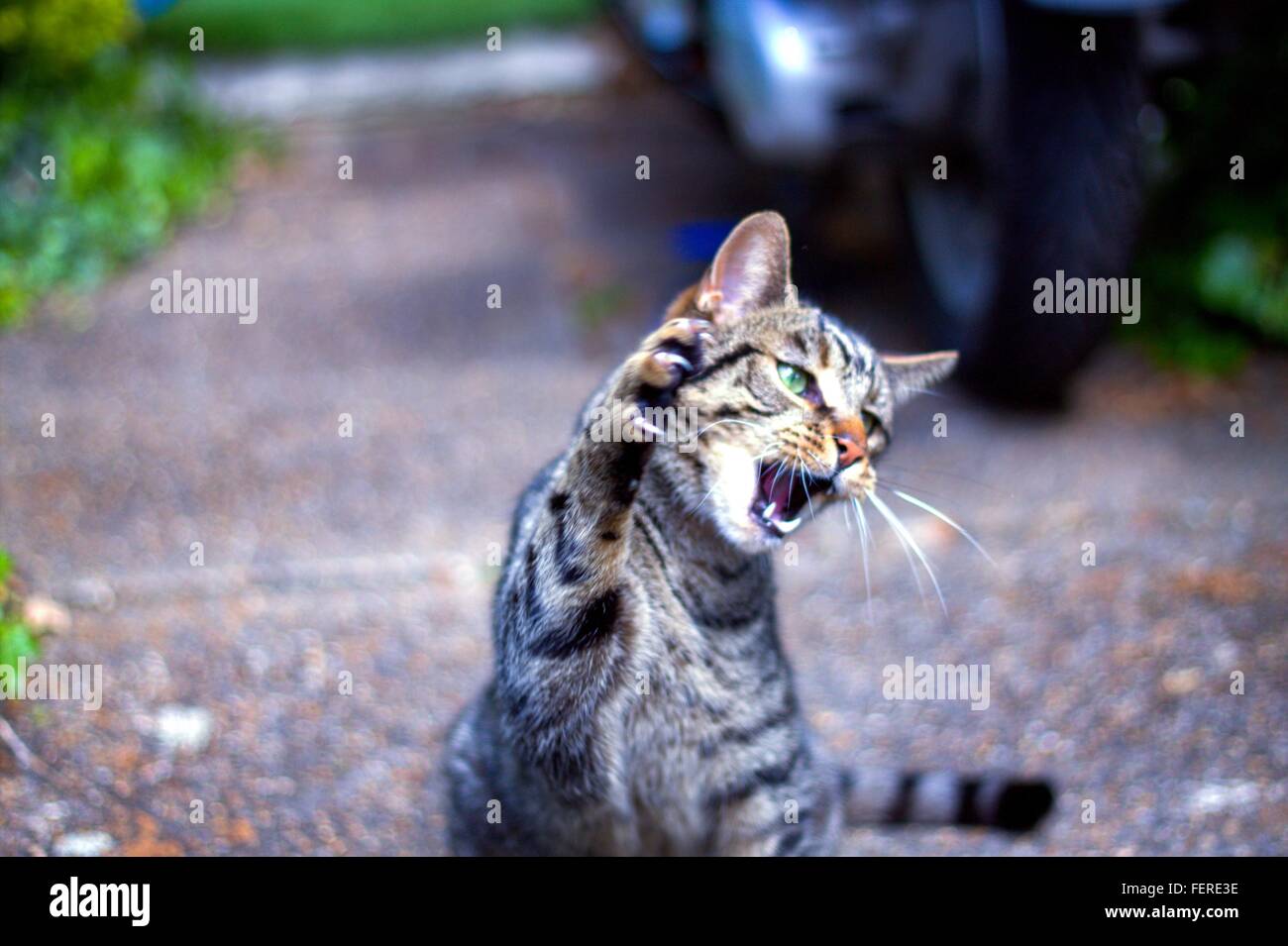 Tabby cat angry hi-res stock photography and images - Alamy