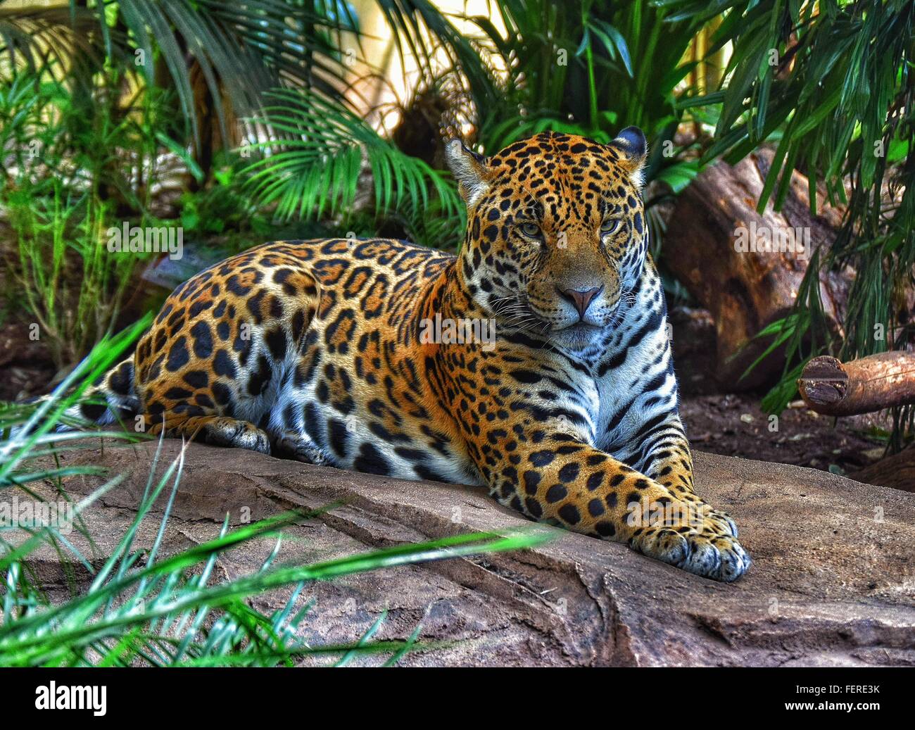 Animal wild zoo resting hi-res stock photography and images - Alamy