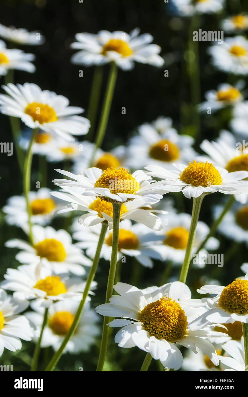 Daisy Flower Field High Resolution Stock Photography and Images - Alamy