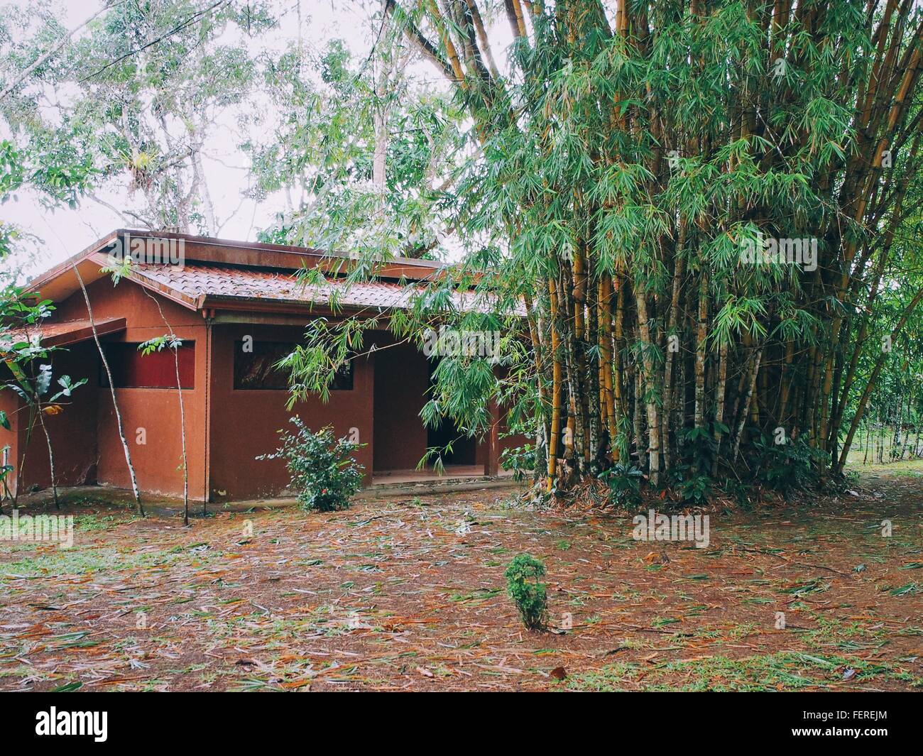 Bamboo house plant hi-res stock photography and images - Alamy