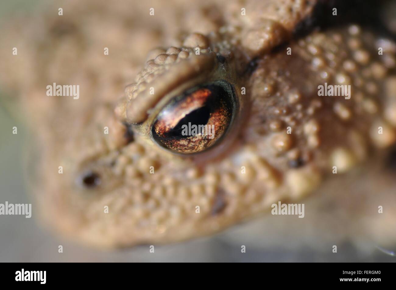 One eye in focus hi-res stock photography and images - Alamy