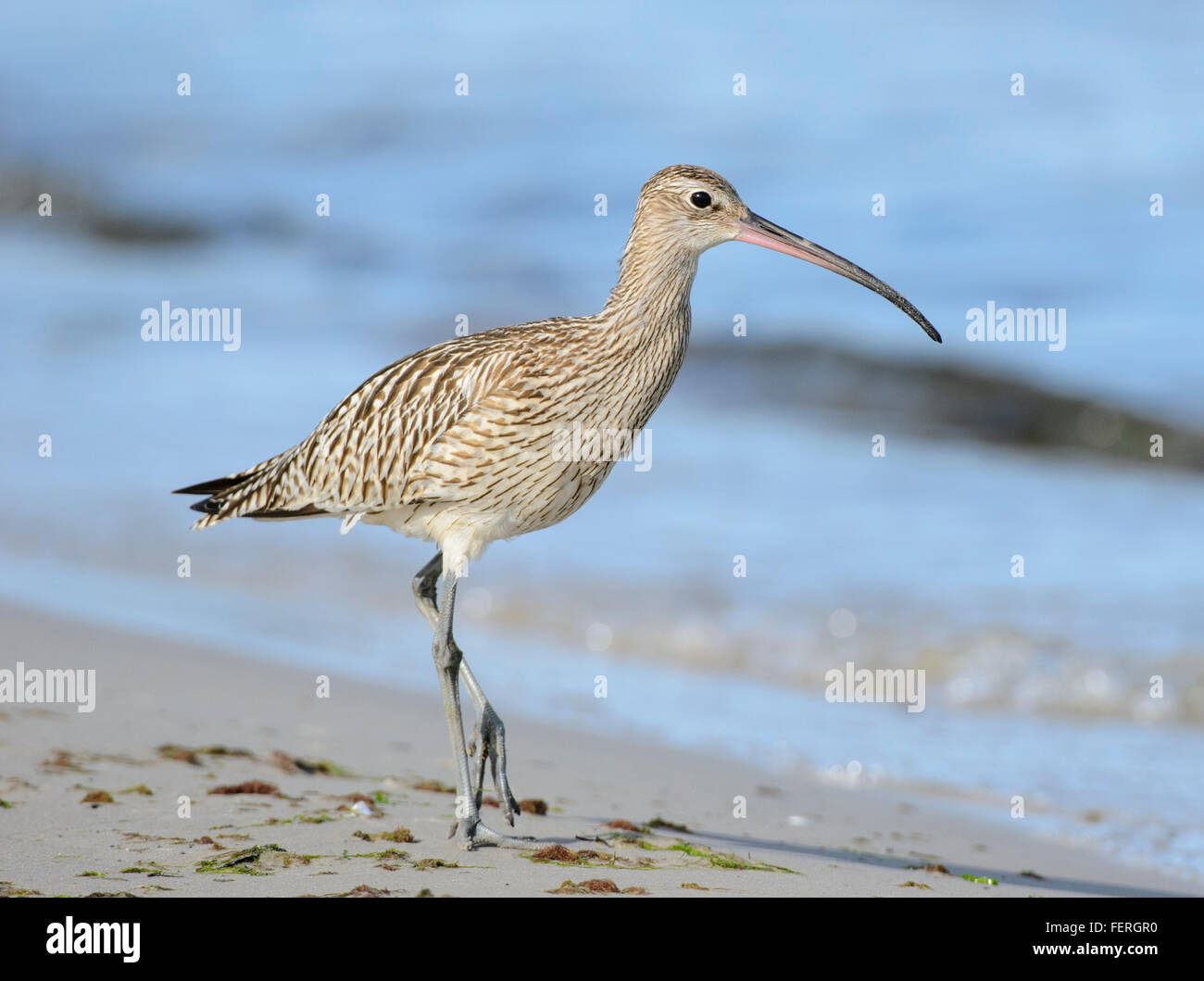 Eurasian Curlew Numenius arquata walking on sandy beach of the Riga ...