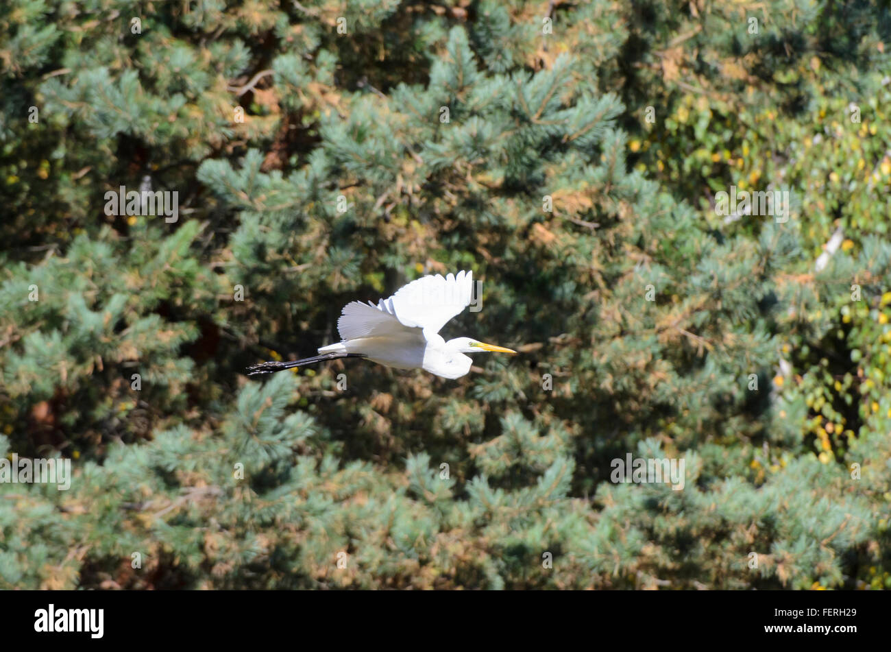 Great White Egret Ardea alba flying Stock Photo - Alamy
