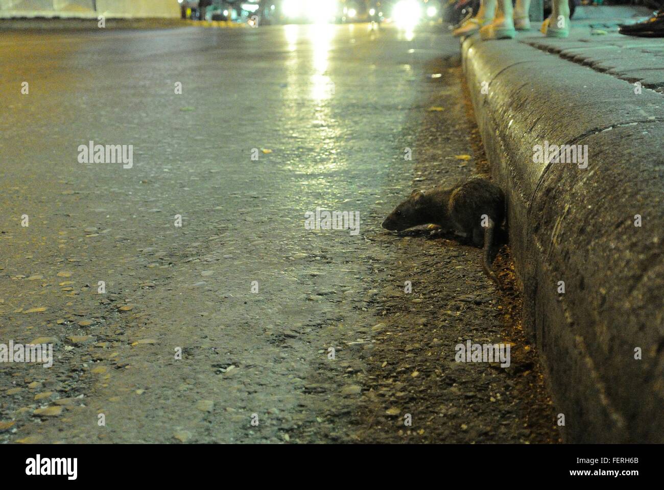 Wet Mouse High Resolution Stock Photography and Images - Alamy