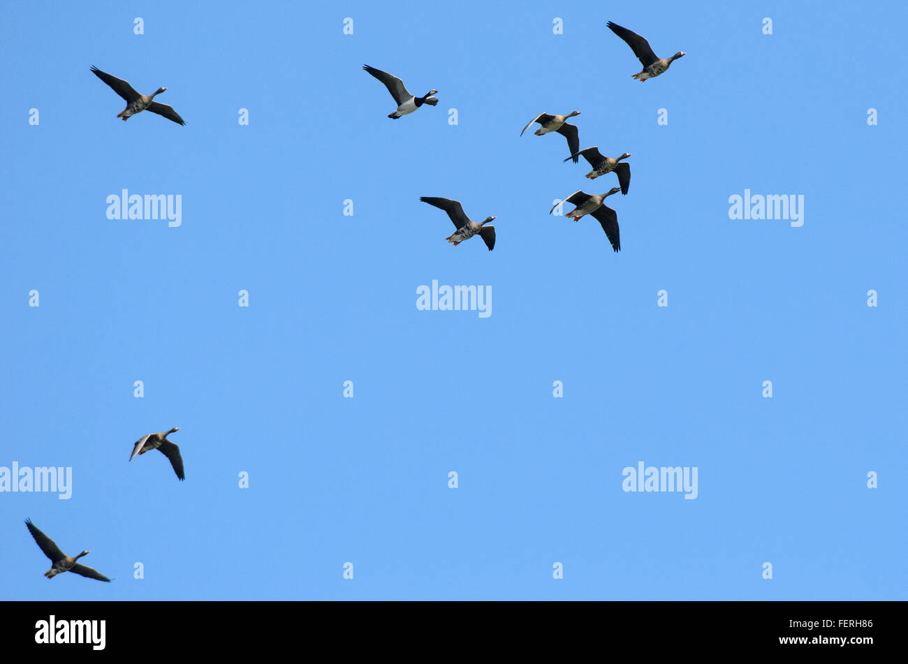Mixed species hi-res stock photography and images - Alamy
