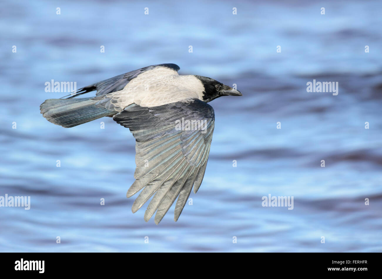 Hooded crow flying in hi-res stock photography and images - Alamy
