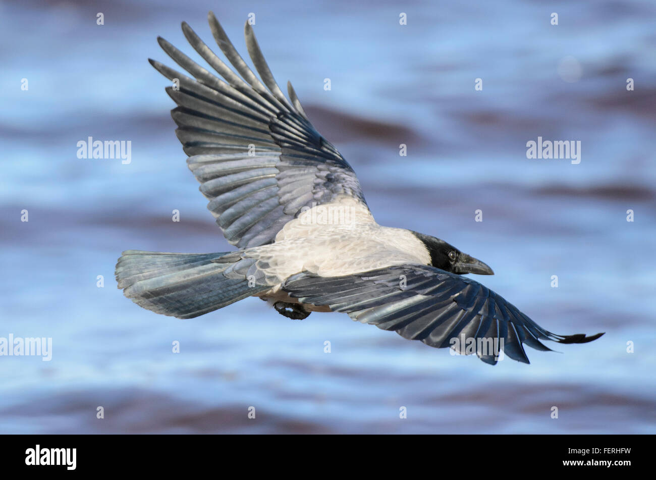 Hooded crow flying in hi-res stock photography and images - Alamy