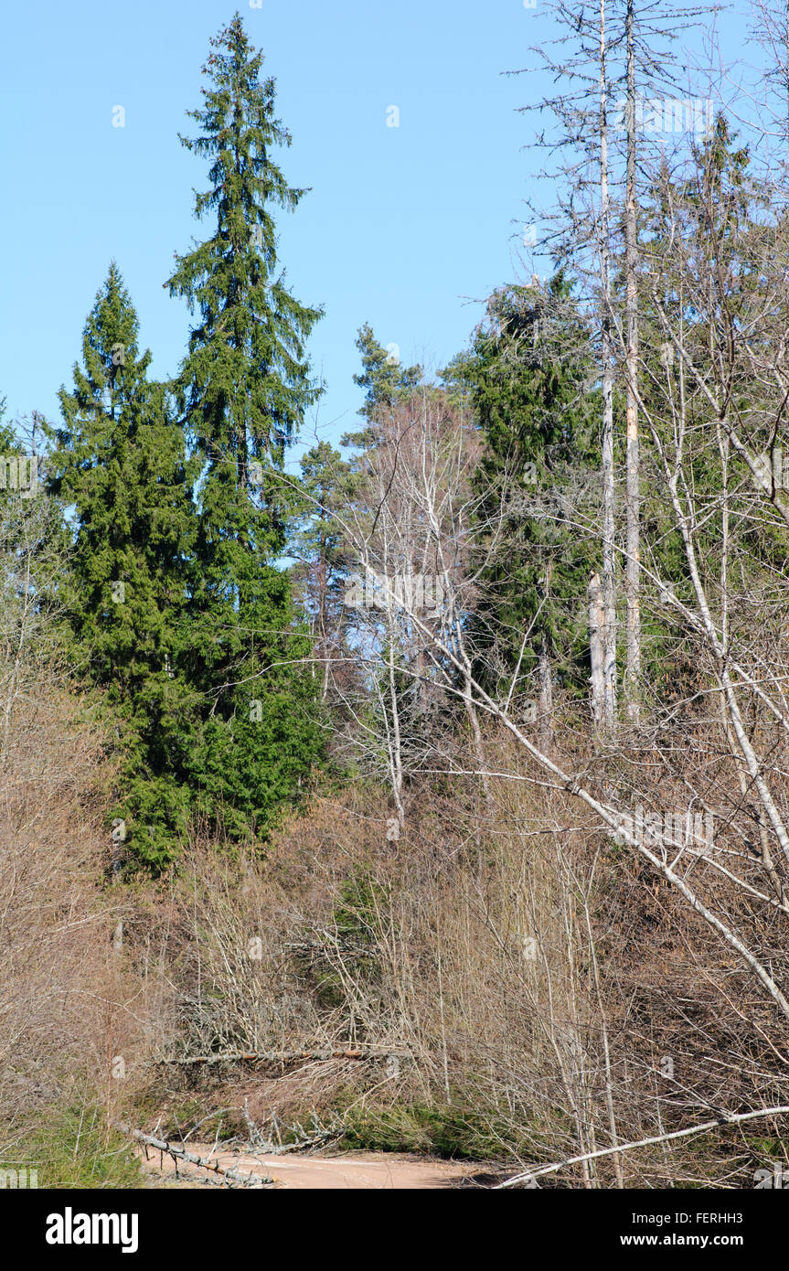 Trees falling on road in Kemeri national park, Latvia Stock Photo - Alamy
