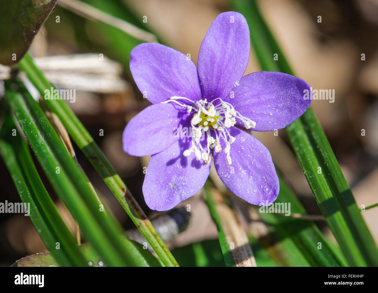 Common Hepatica Anemone hepatica flower Stock Photo - Alamy
