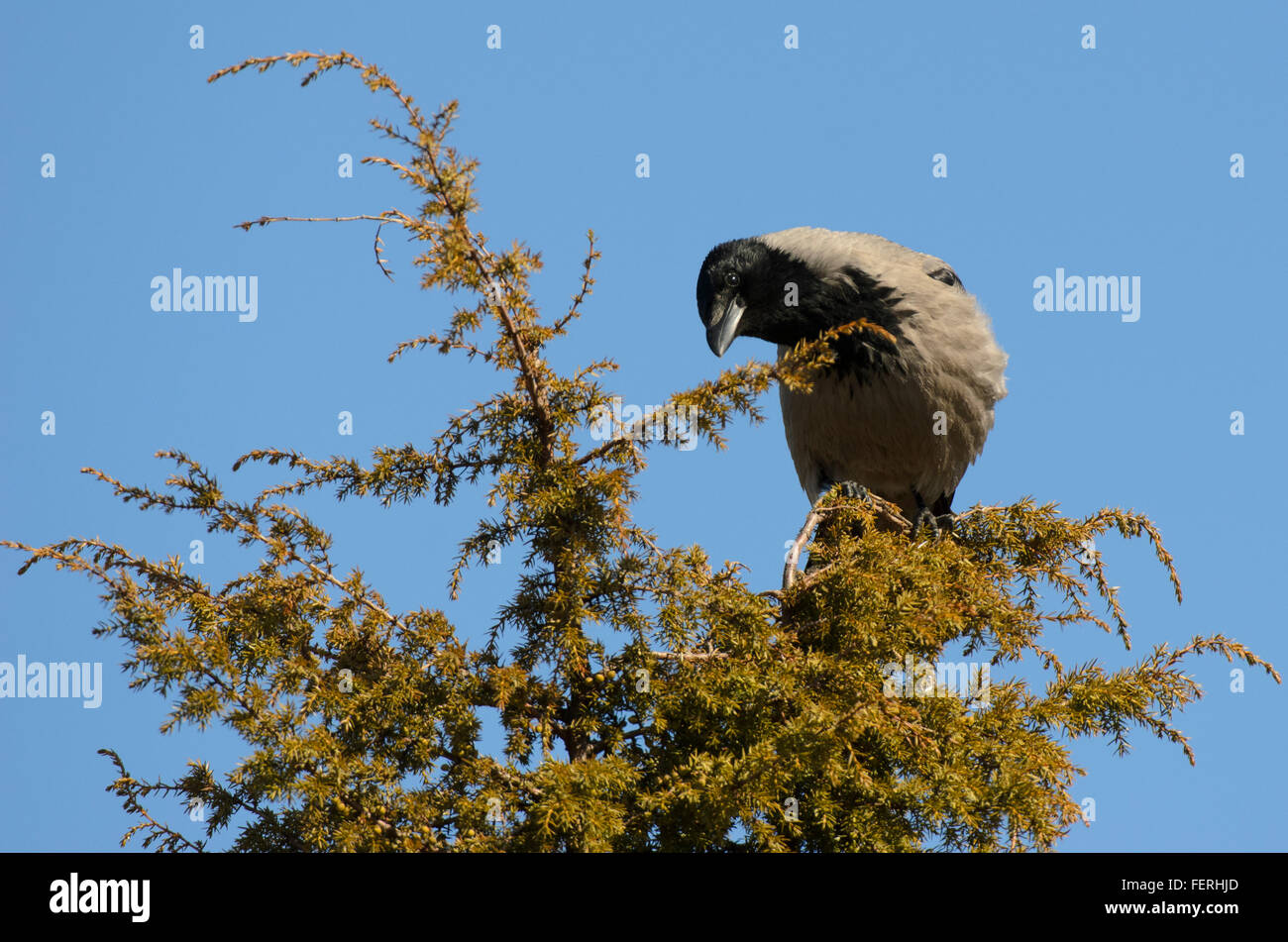 Looking at treetop hi-res stock photography and images - Alamy
