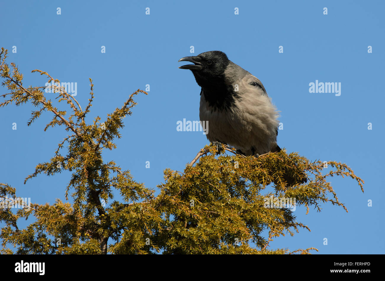 Croaking crow hi-res stock photography and images - Alamy