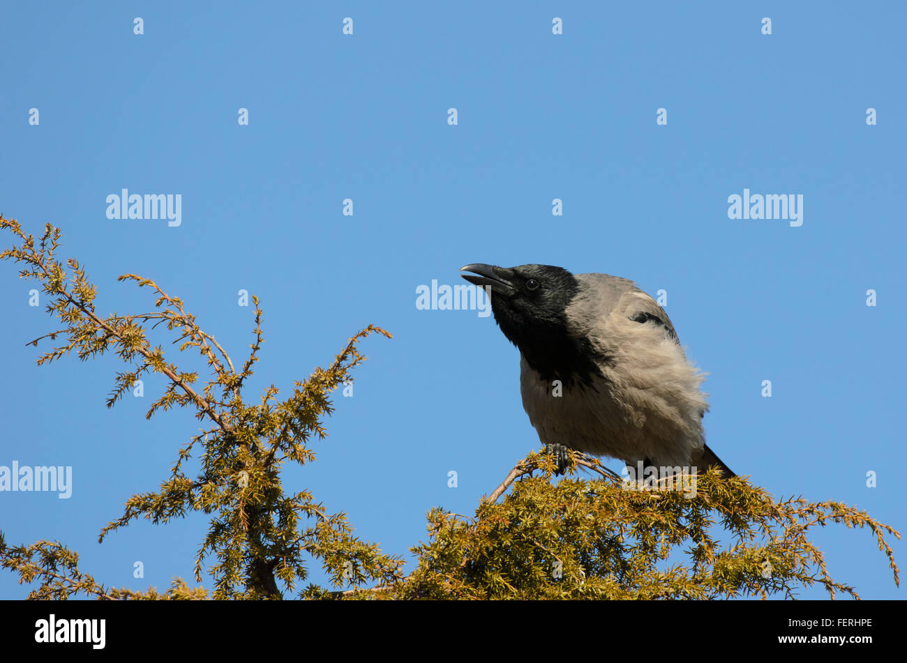 Hooded Crow Corvus cornix sitting on treetop and cawing Stock Photo - Alamy