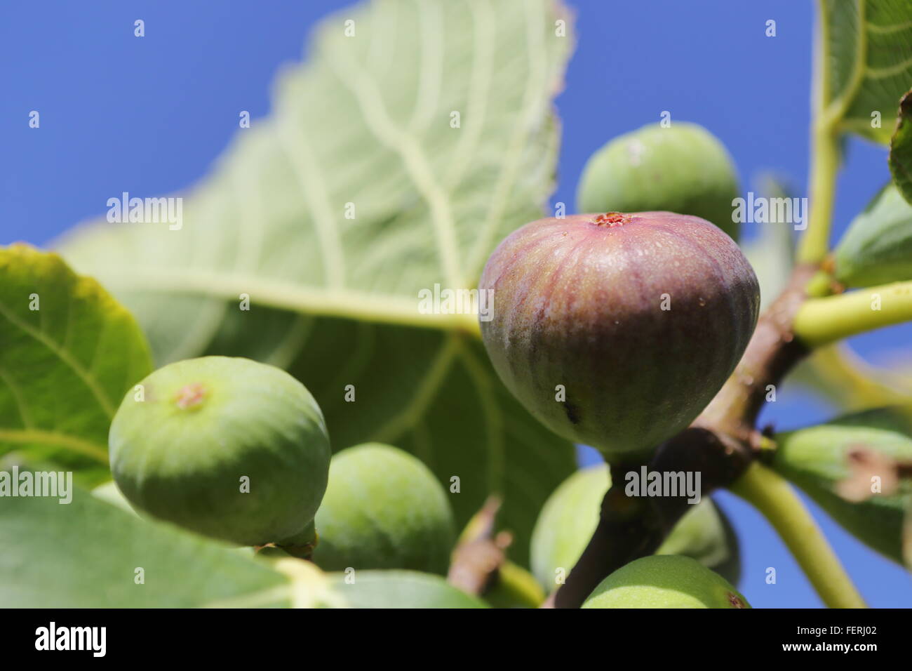 Figs ripening on a tree Stock Photo - Alamy