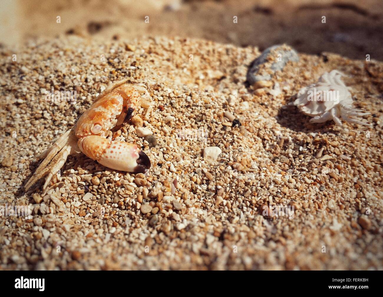Beach shrimp hi-res stock photography and images - Alamy
