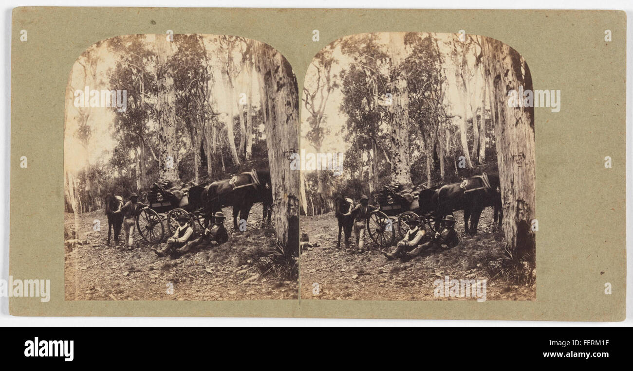 An early stereograph photograph from the Gold Rush era, depicting ...