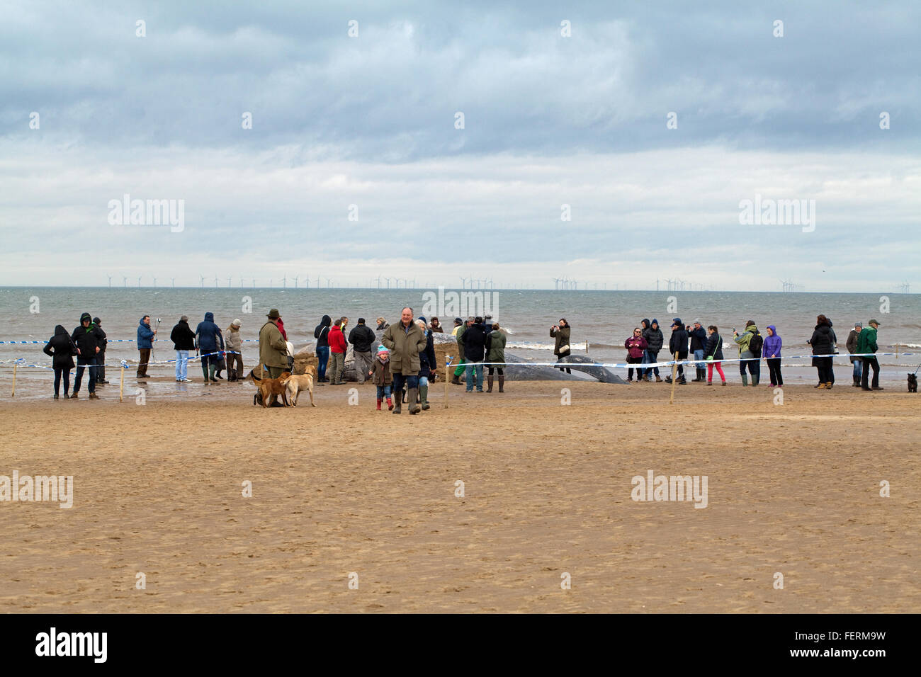 Sperm Whale (Physeter macrocephalus) . Shoreline, top left, body of a ...