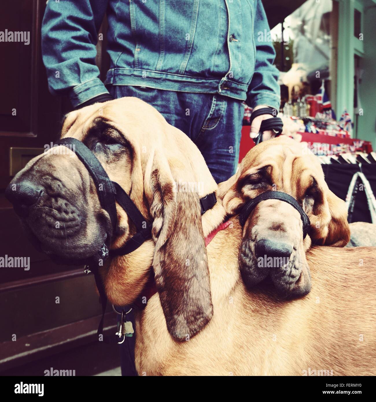 Muzzle person hi-res stock photography and images - Alamy