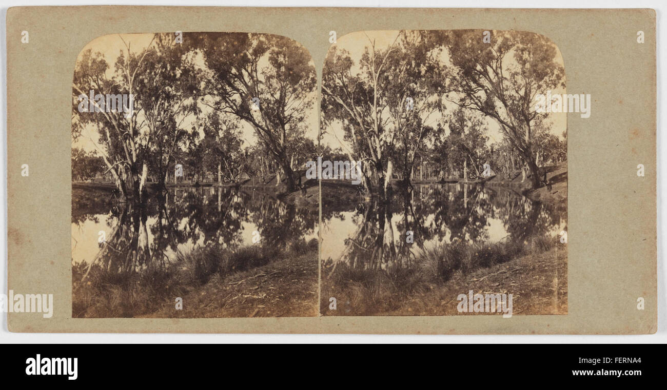 This stereograph shows a gold rush scene, capturing the excitement and ...