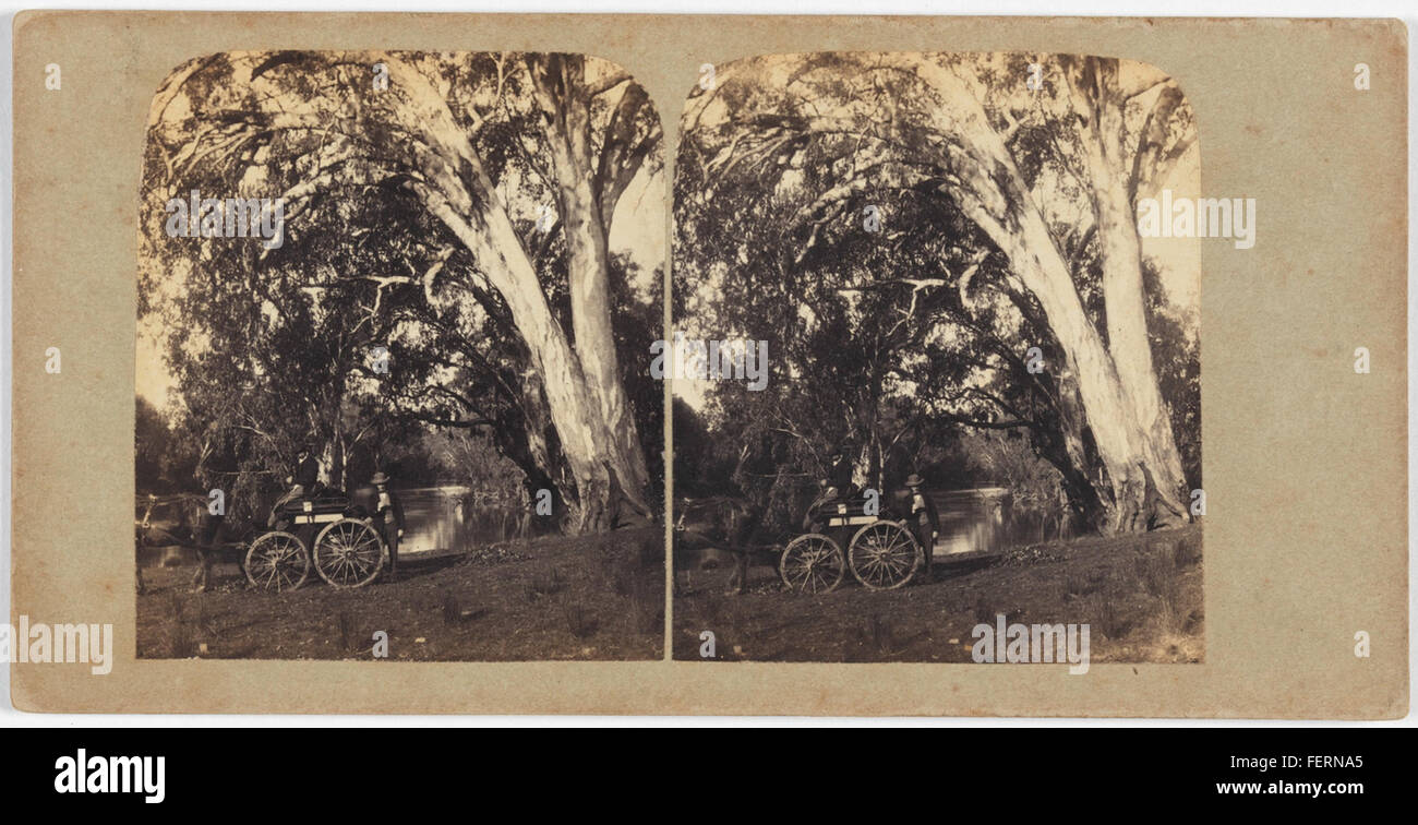 An early stereograph photograph from the Gold Rush era, showcasing ...