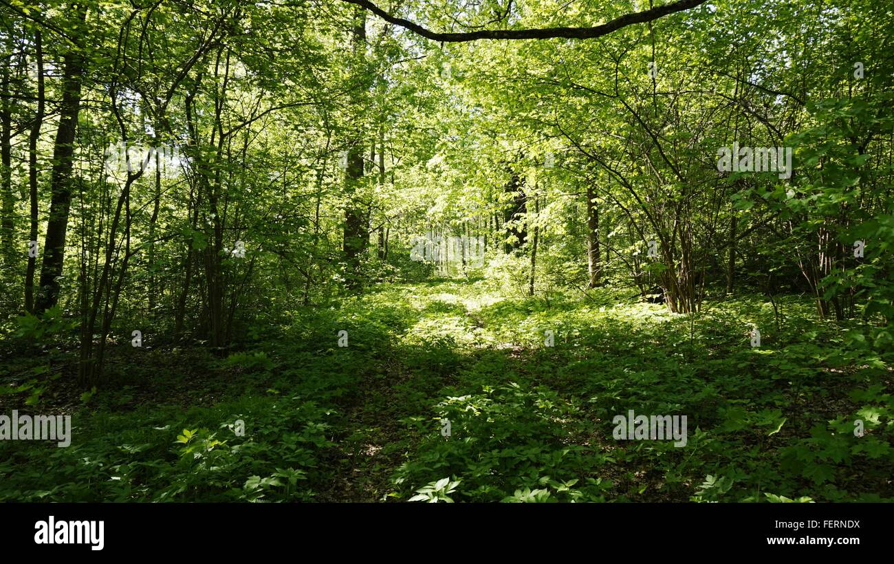 Lush color hi-res stock photography and images - Alamy