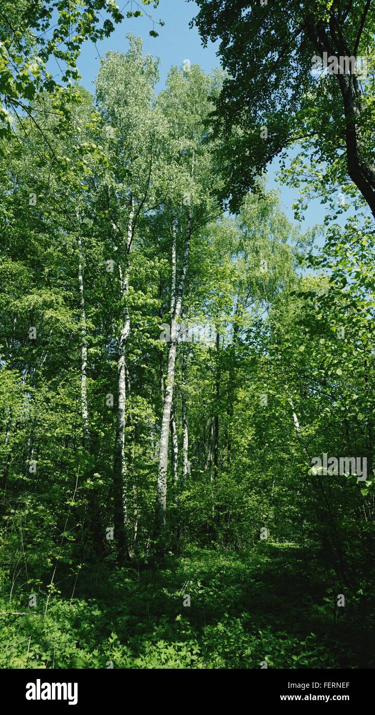 Day forest green hi-res stock photography and images - Alamy