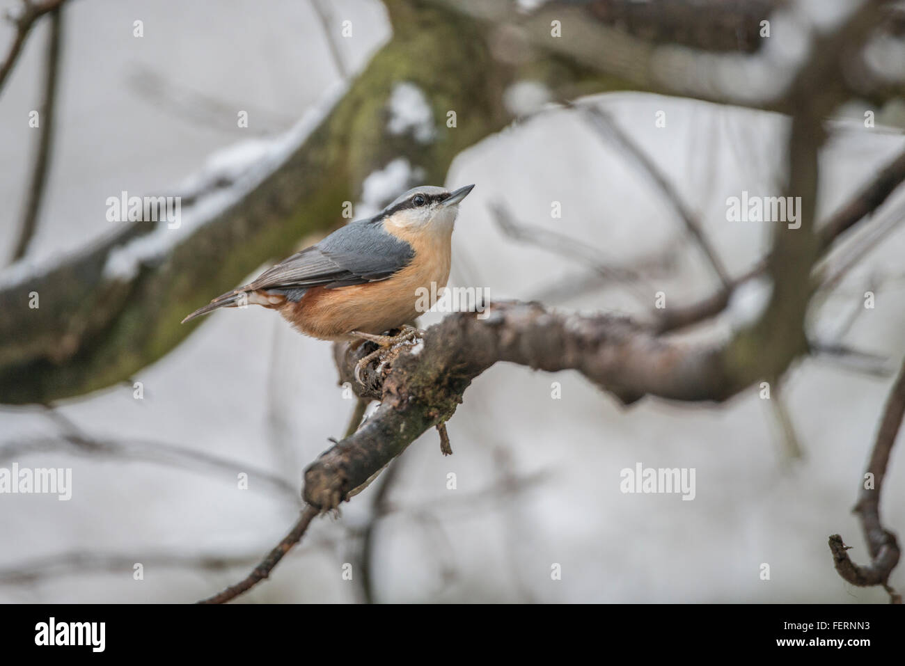 Sitta europaea bird hi-res stock photography and images - Alamy