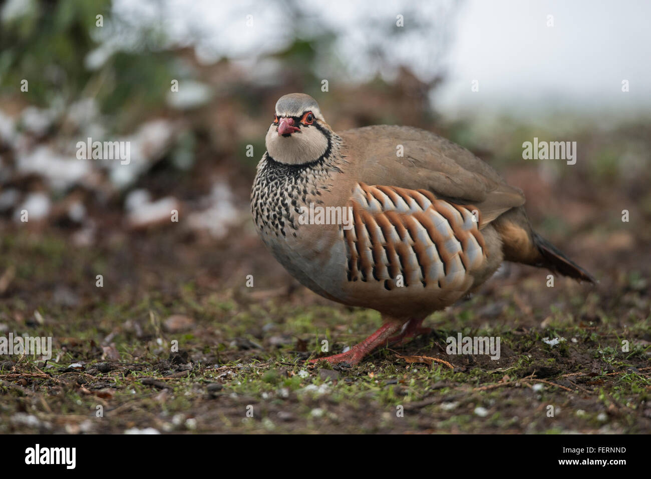 Alectoris rufa hi-res stock photography and images - Alamy