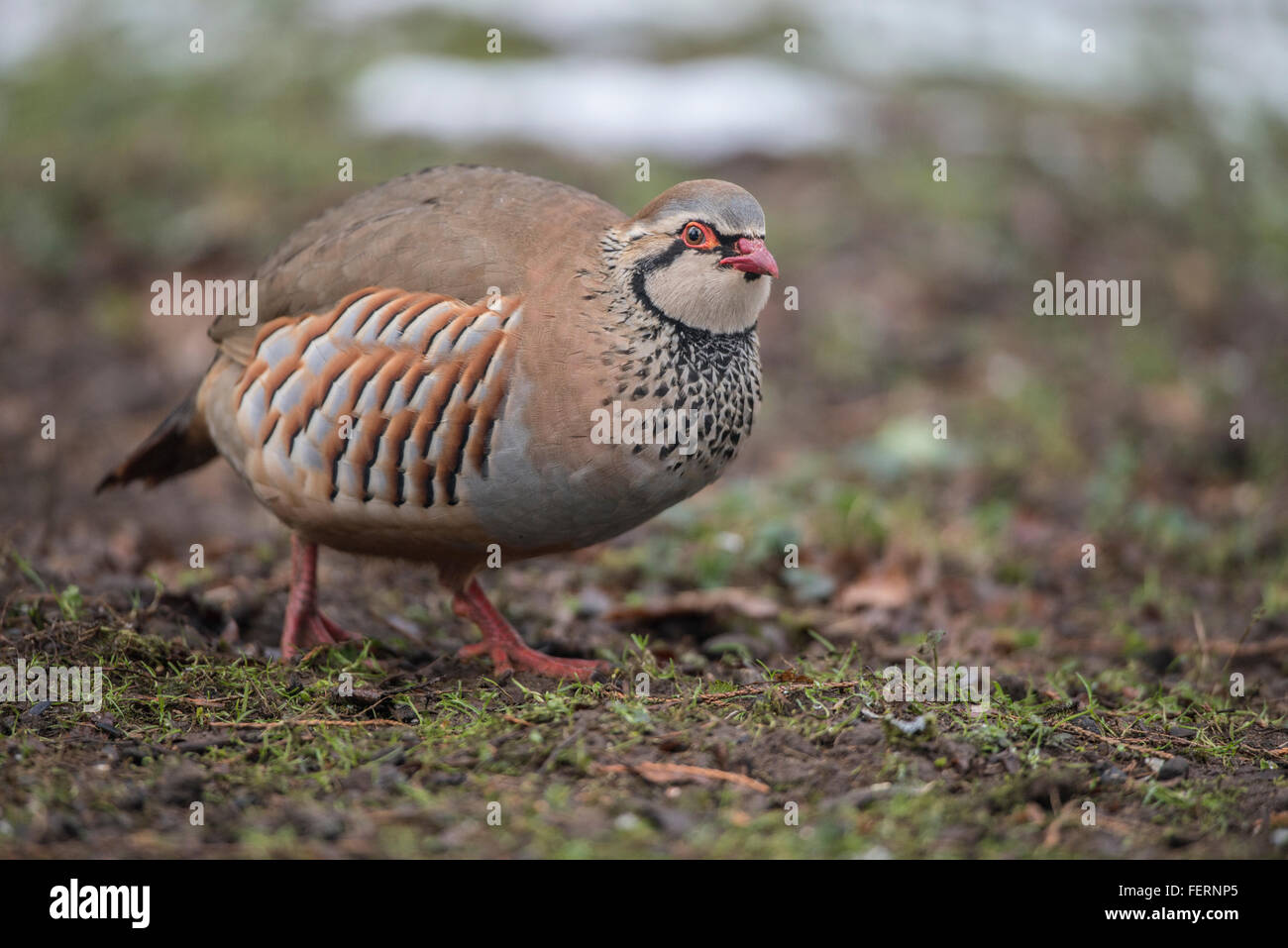 Red-legged partridge (Alectoris rufa Stock Photo - Alamy