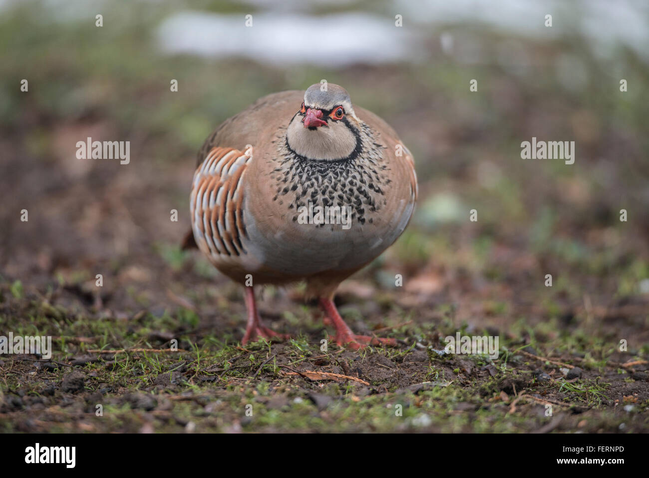 Red-legged partridge (Alectoris rufa Stock Photo - Alamy