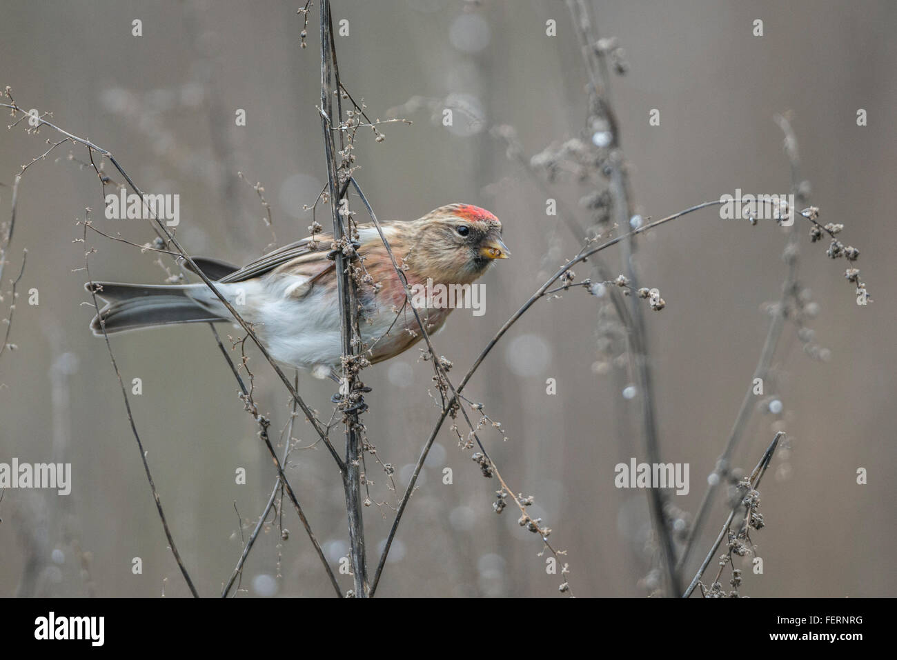 Acanthis Cabaret High Resolution Stock Photography and Images - Alamy