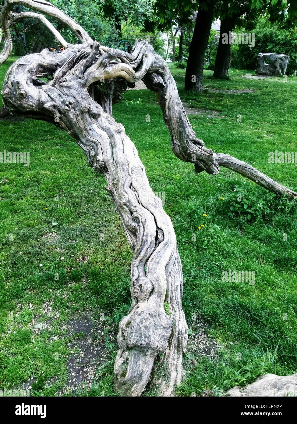 Growth on dead tree hi-res stock photography and images - Alamy